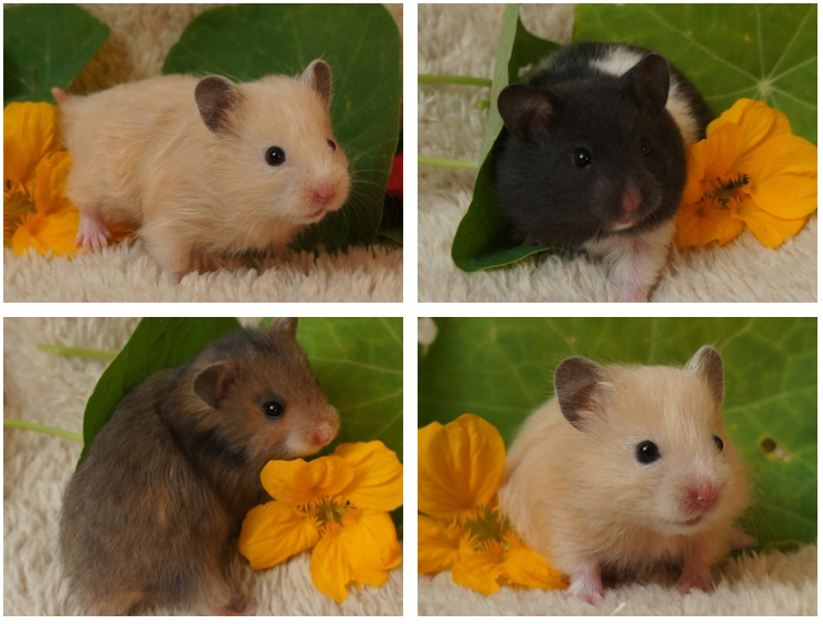 guldhamster | Elin Lundgren